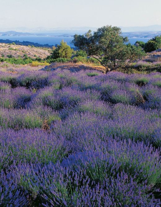 Lavender, a fragrant and healing purple plant | Croatia.hr