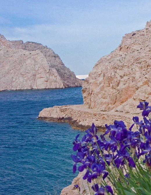 Meet The National Flower Of Croatia - Iris | Croatia.hr