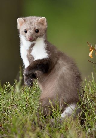 Kuna - a rare currency with a rich history I Croatia.hr