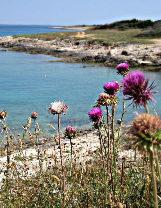 Strand Mala Draga, Ližnjan - Ruhige Bucht | Croatia.hr