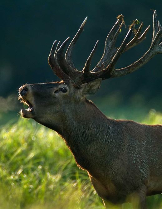 Unique animals species in Croatia | Croatia.hr