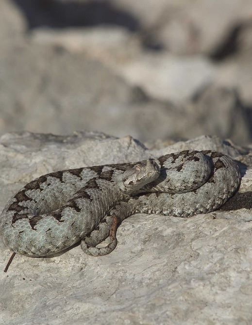 Vodič za opasne životinje u Hrvatskoj | Croatia.hr