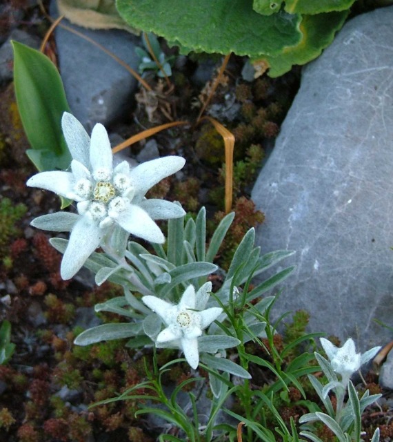 Flora diversity in Croatia | Croatia.hr