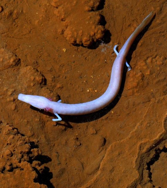 Unique animals species in Croatia | Croatia.hr