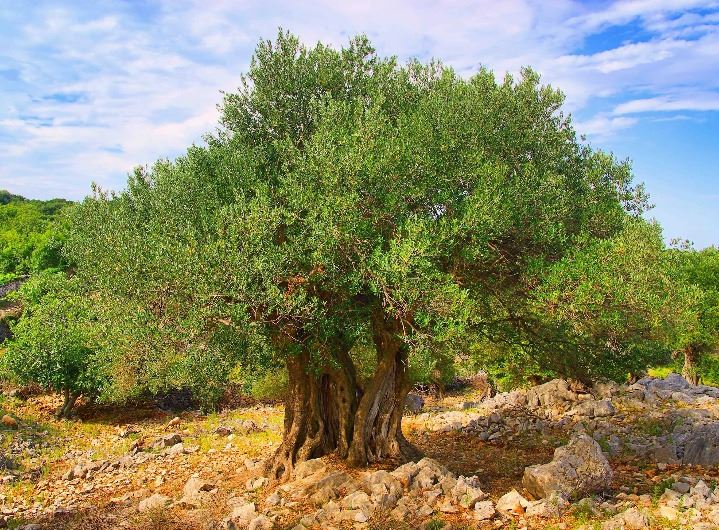 Germknedle: Dessert of Advent & Skiing | Croatia.hr