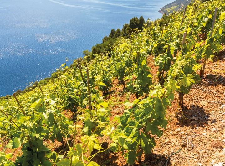 Slivovitz - The Most Famous Fruit Brandy | Croatia.hr