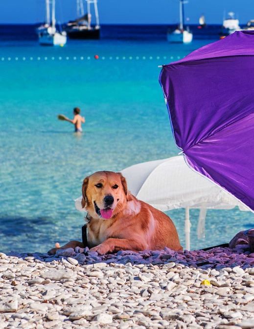 Information for traveling with pets in Croatia | Croatia.hr