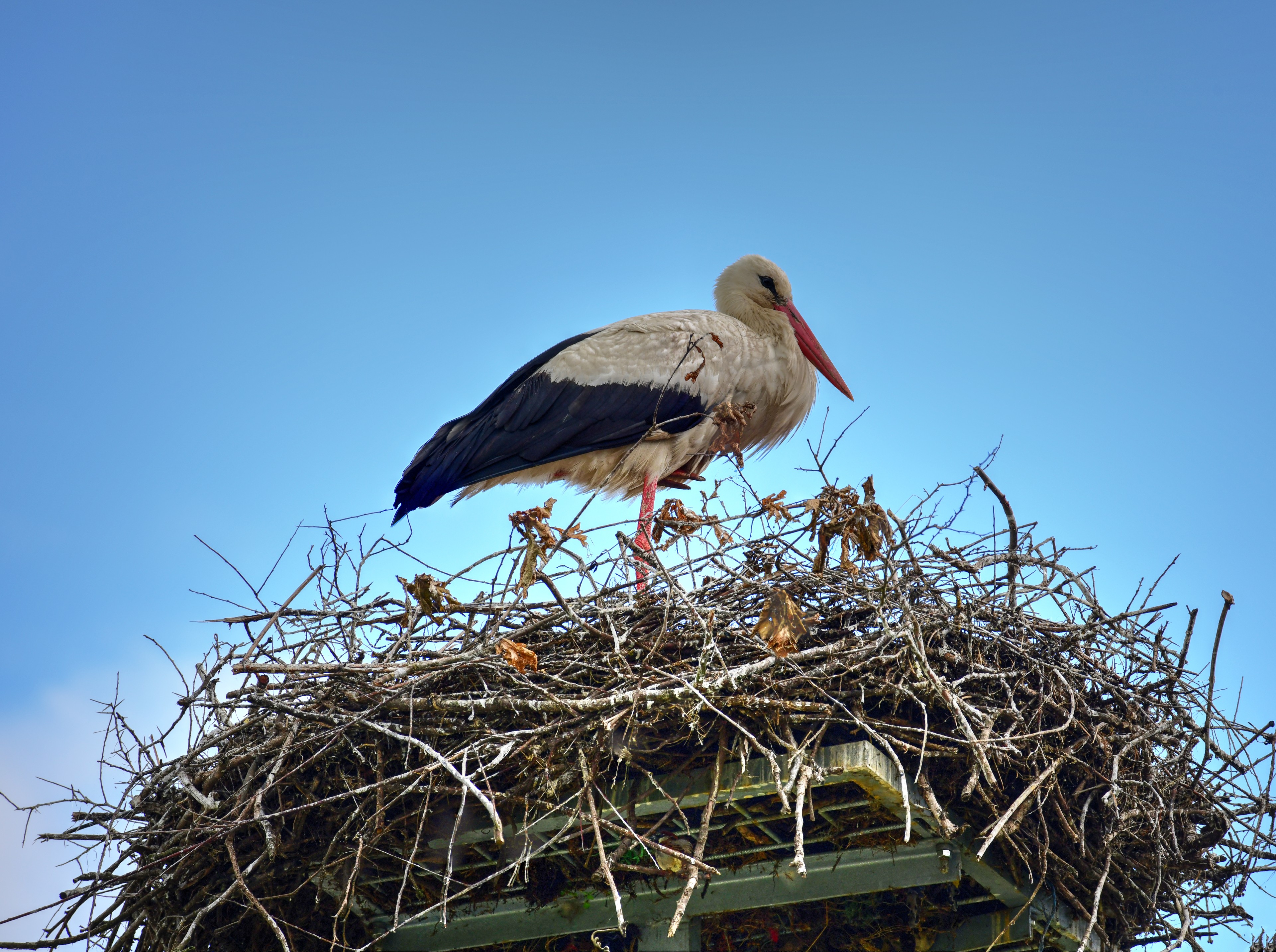 Visit Sisak-Moslavina County | Čigoč - European stork village
