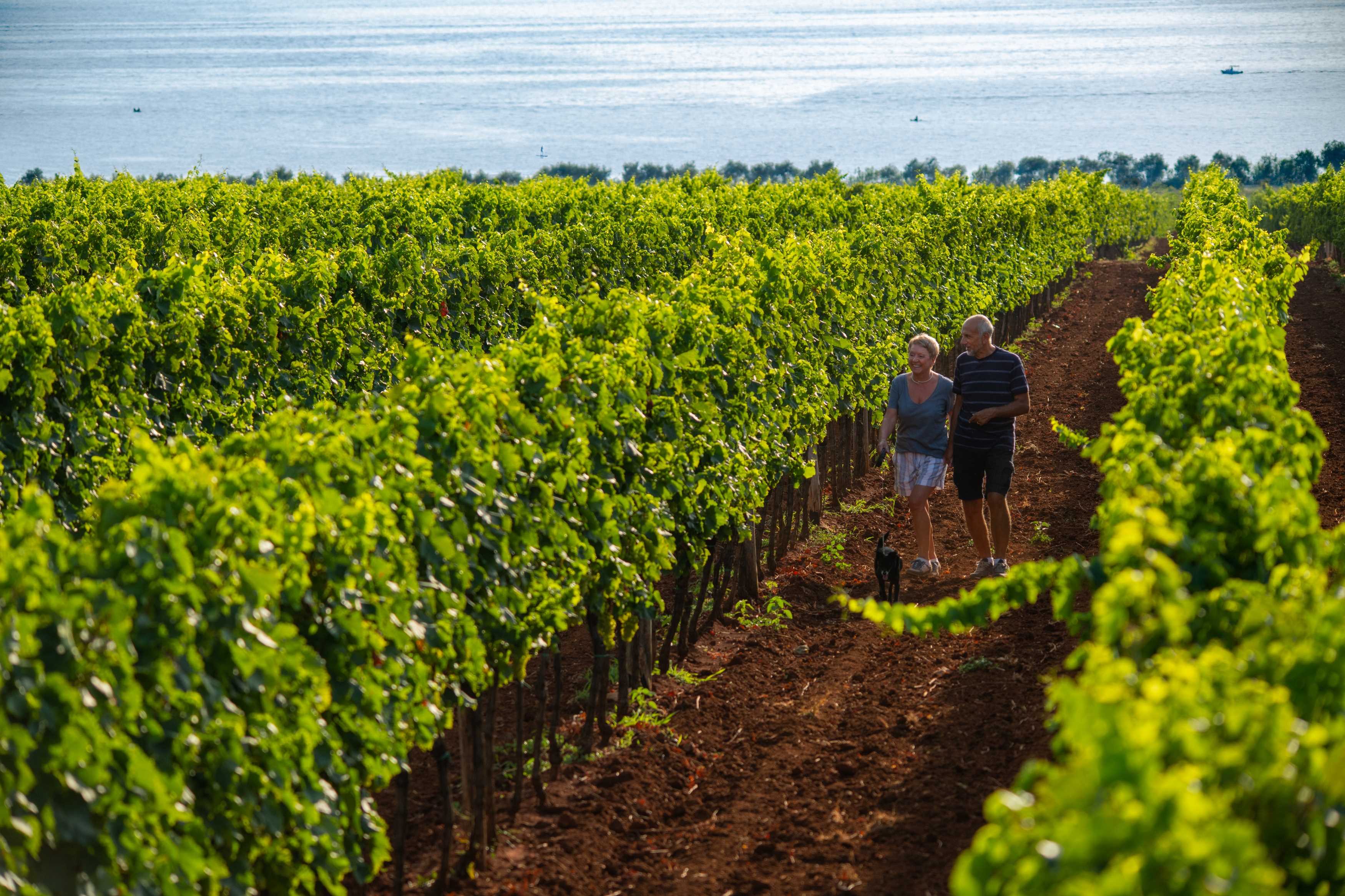 Visit Novigrad (Istria) | Novigrad - Cittanova