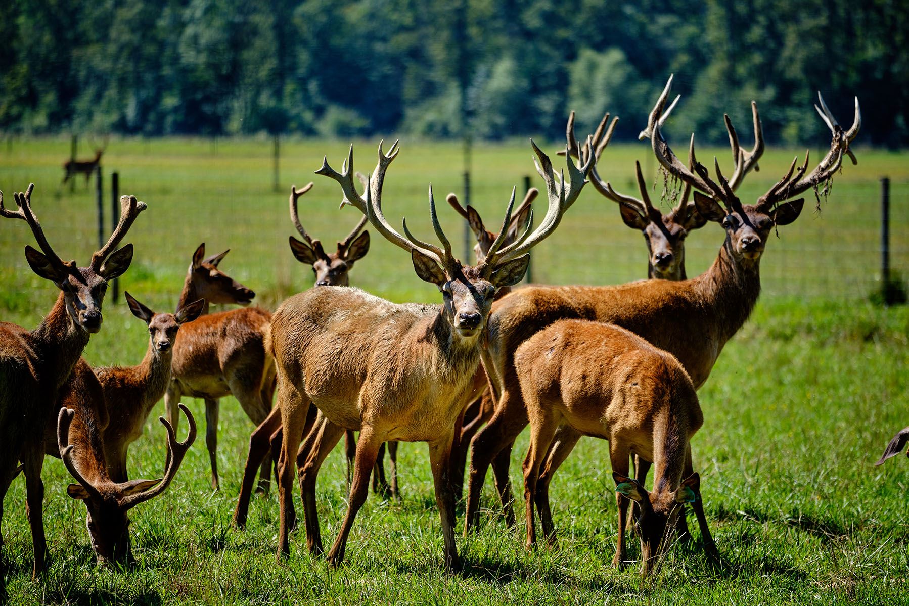 Visit Čazma | Čazma