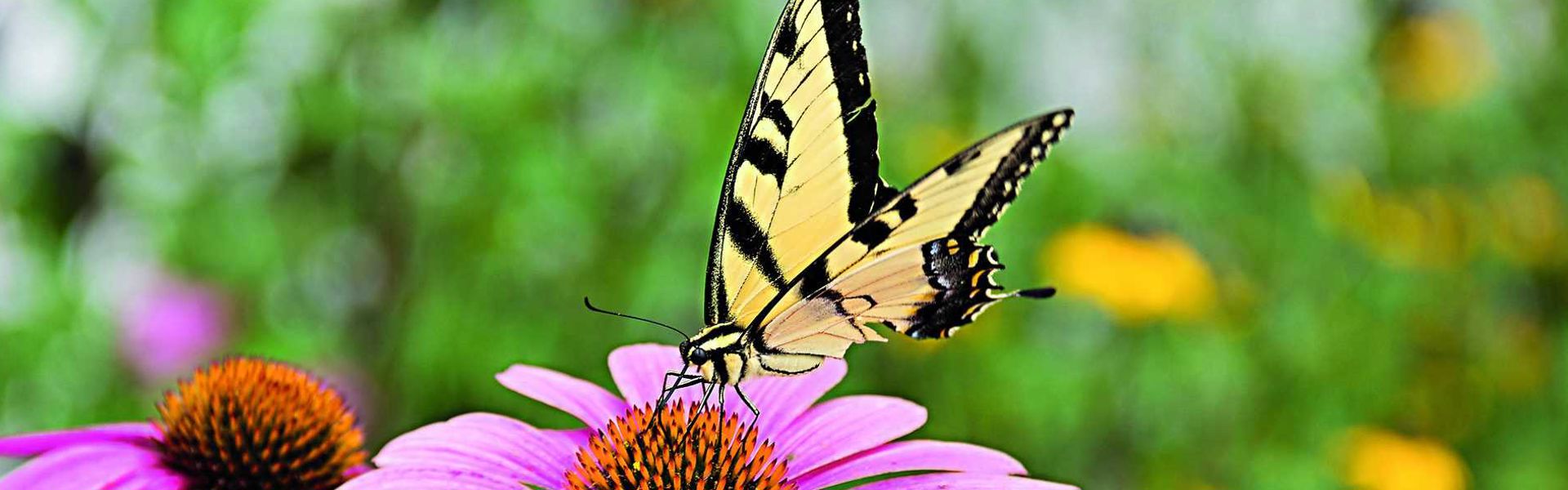 Visit Bale | Butterflies