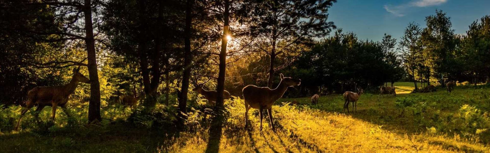 Visit Rakovica | Ranch Dolina jelena