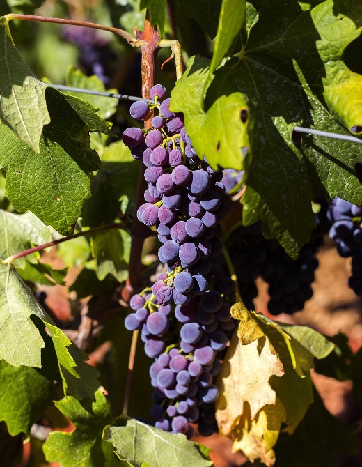 Plavac Mali is One of the Most Popular Wines | Croatia.hr